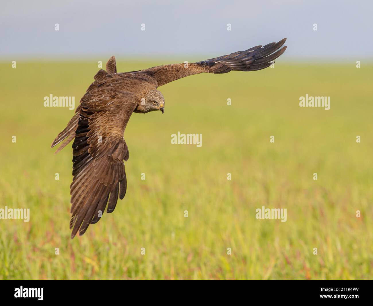 Black Kite (Milvus migrans) is a medium-sized bird of prey of the Old ...