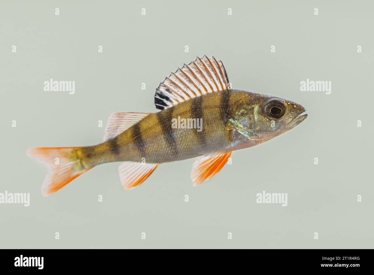 European perch (Perca fluviatilis) swimming in water of natural habitat ...