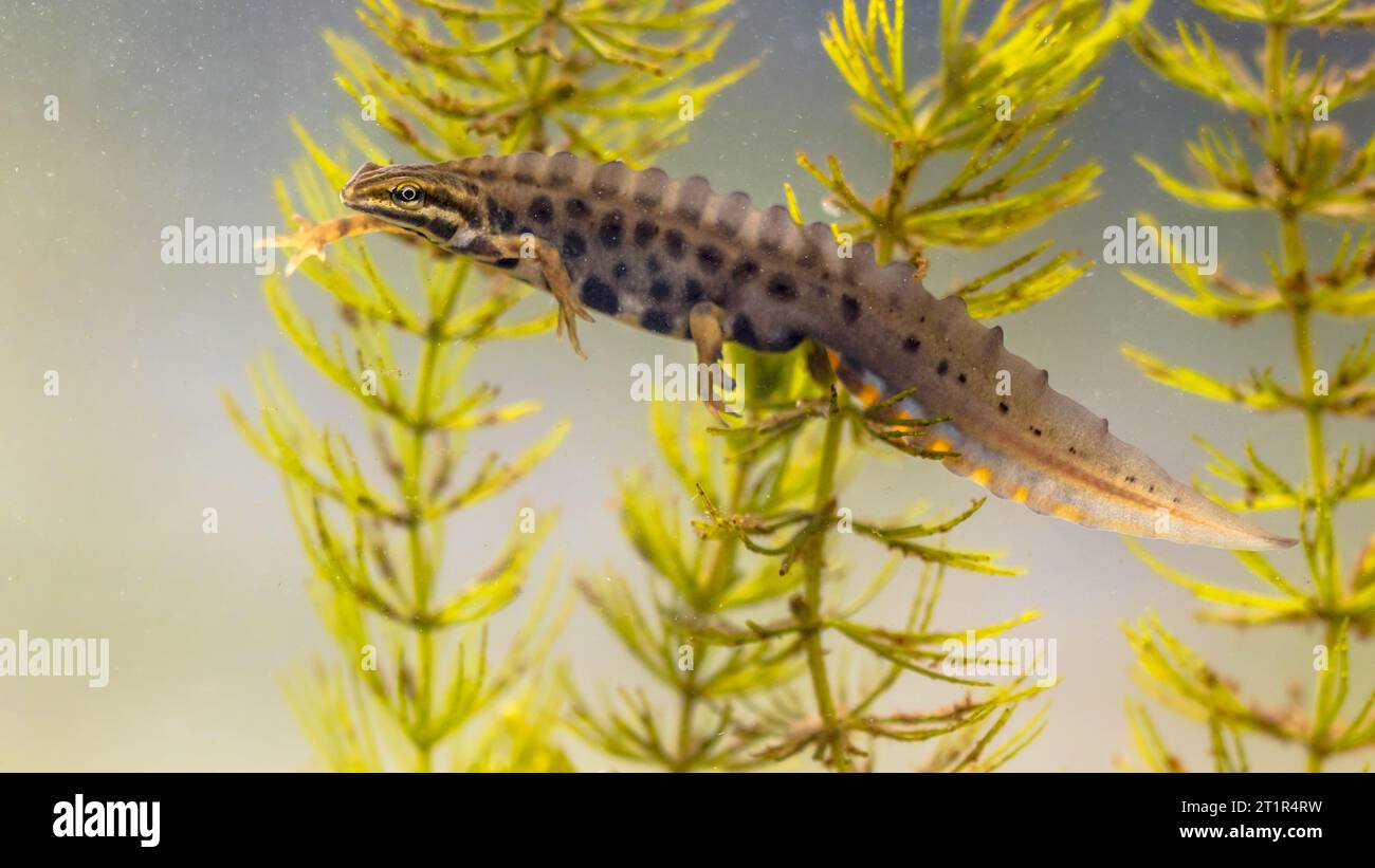 Common newt (Lissotriton vulgaris) male aquatic amphibian swimming in ...