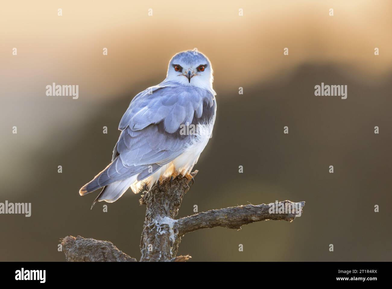 Black-Winged Kite (Elanus caeruleus) Bird of Prey perched in Tree on ...