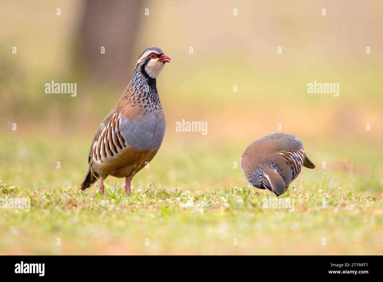 Male female pheasant mating hi-res stock photography and images - Alamy