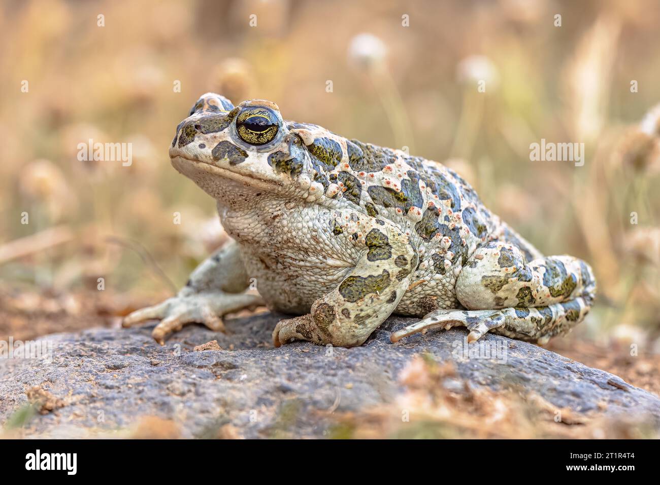 Green toad (Bufotes viridis) sitting on stone in grass in a backyard ...