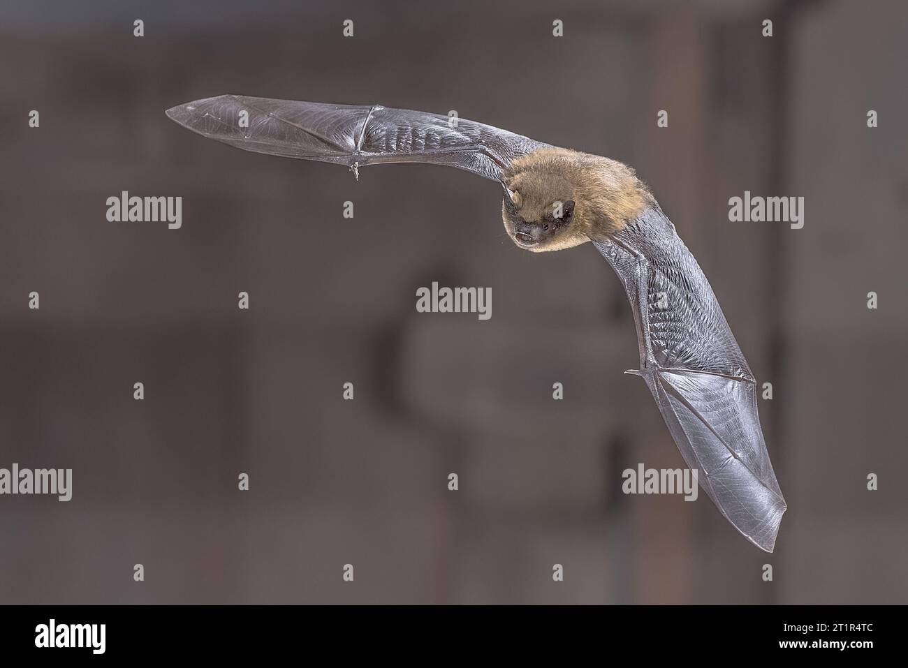 Flying Common Pipistrelle Bat (Pipistrellus pipistrellus) is a small ...