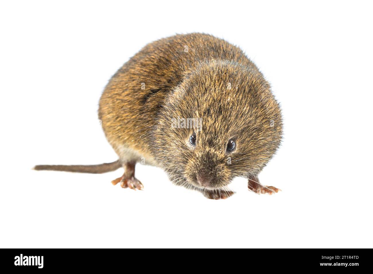 Field vole or short-tailed vole (Microtus agrestis). Small vole with ...