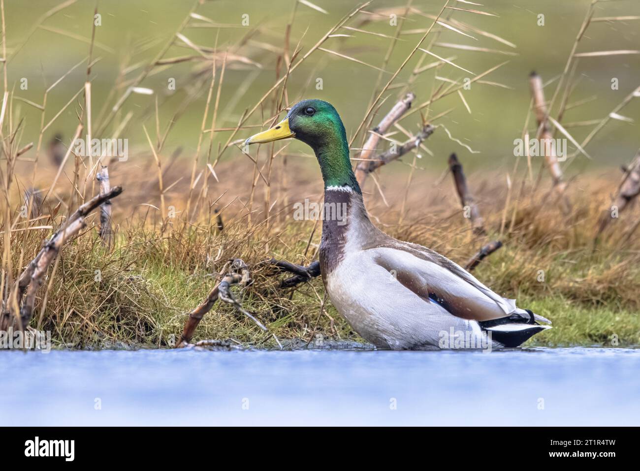 Male Mallard (Anas platyrhynchos) walking in water of wetland in the ...