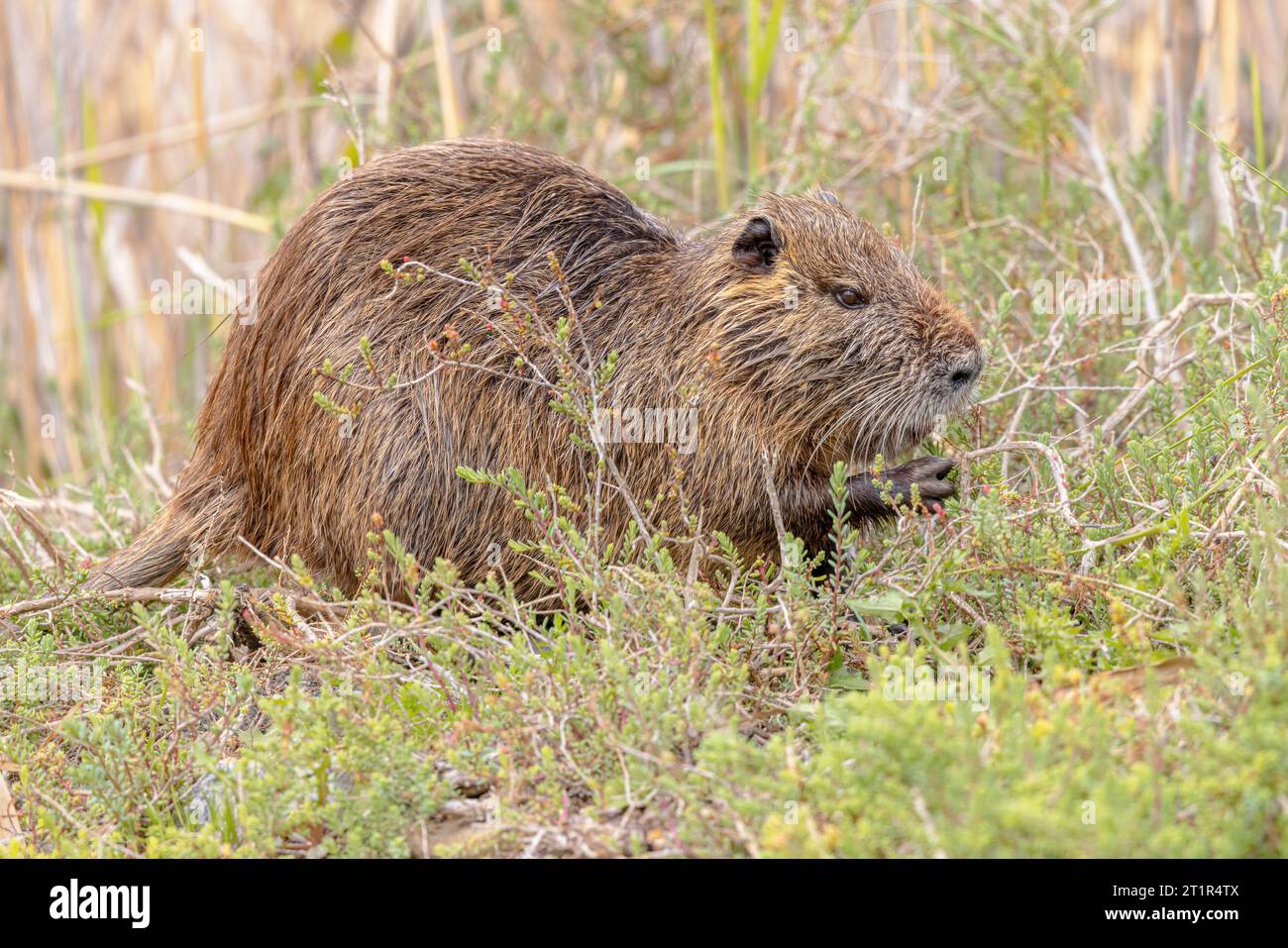 Nutria (Myocastor coypus) aquatic rodent. Wild Coyou foraging for food ...