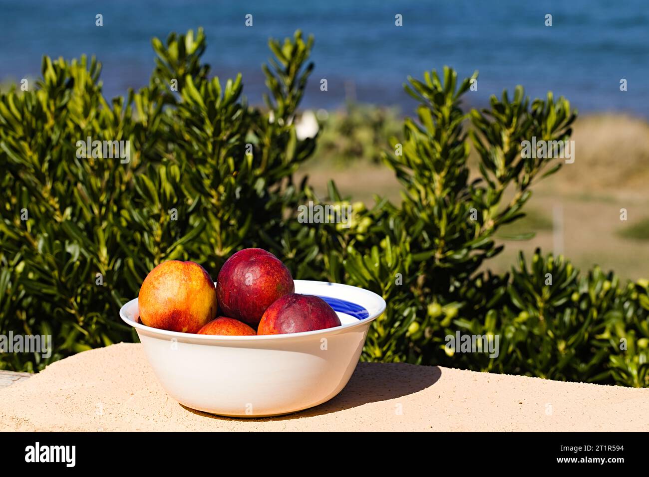 Four ripe peaches align on a white plate by the Sardinian sea. Bathed ...