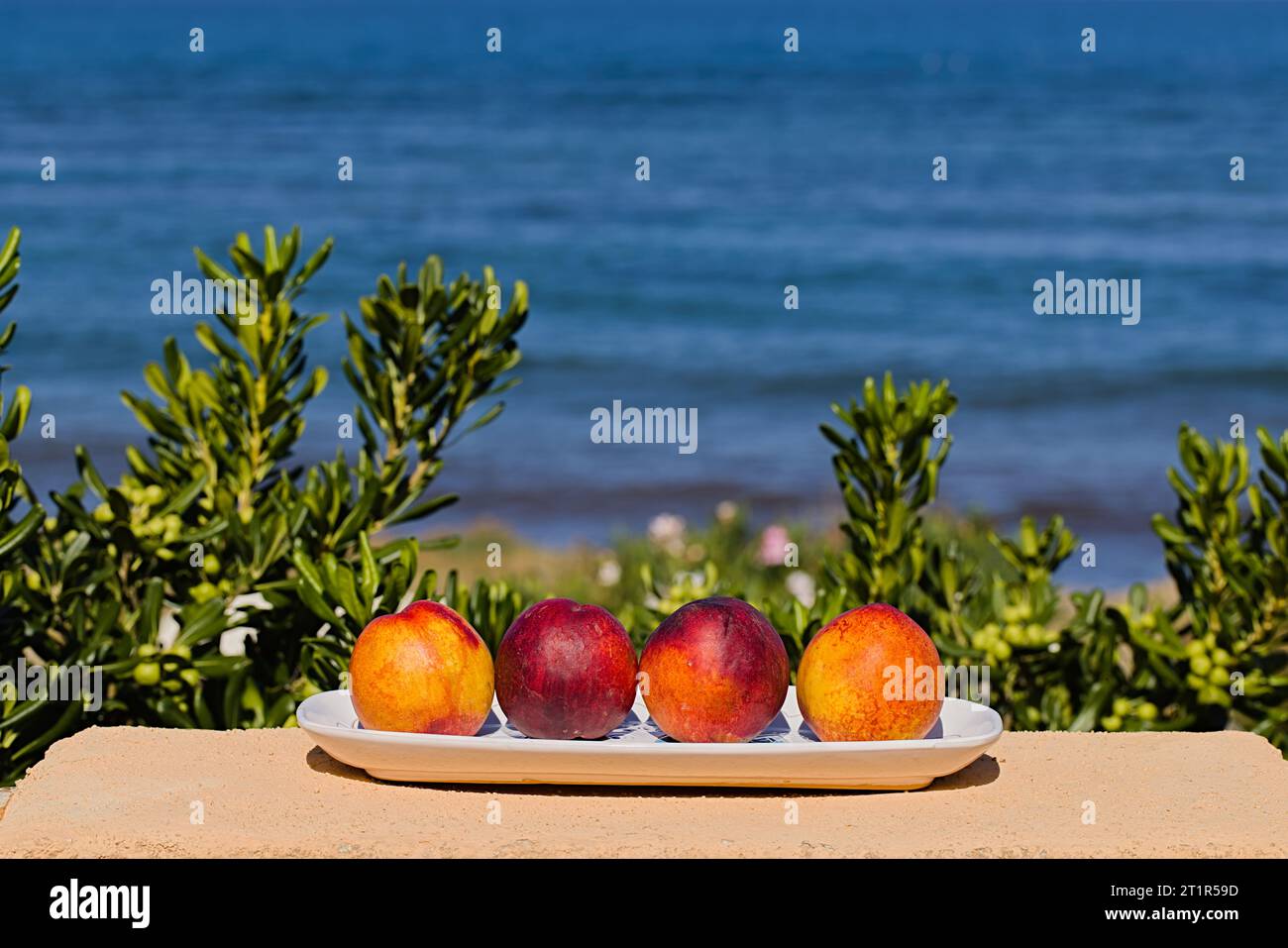 Four ripe peaches align on a white plate by the Sardinian sea. Bathed ...