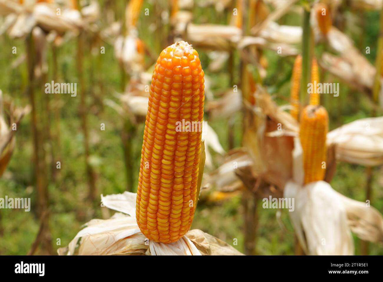Corn is a tall annual cereal grass (Zea mays) that is widely grown for ...