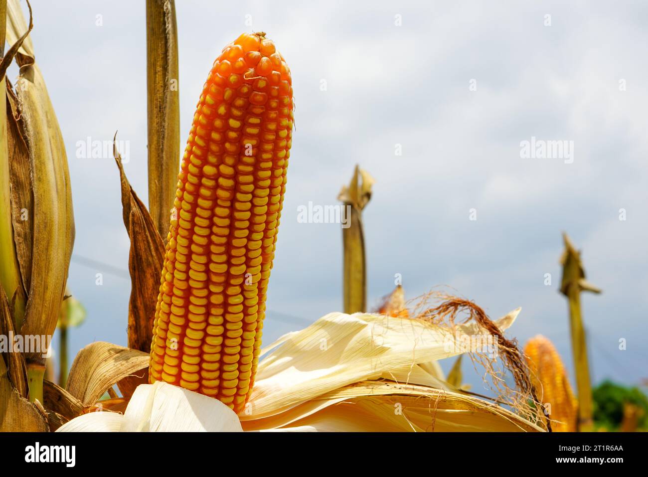 Corn is a tall annual cereal grass (Zea mays) that is widely grown for ...