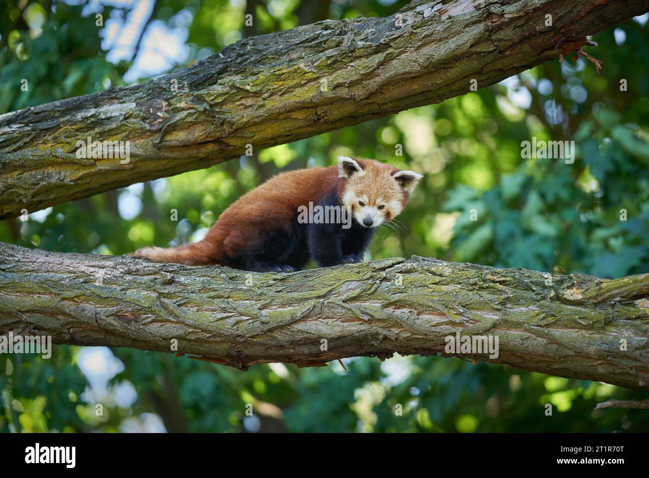 shy red panda, Ailurus fulgens on a tree trunk in zoo Stock Photo - Alamy