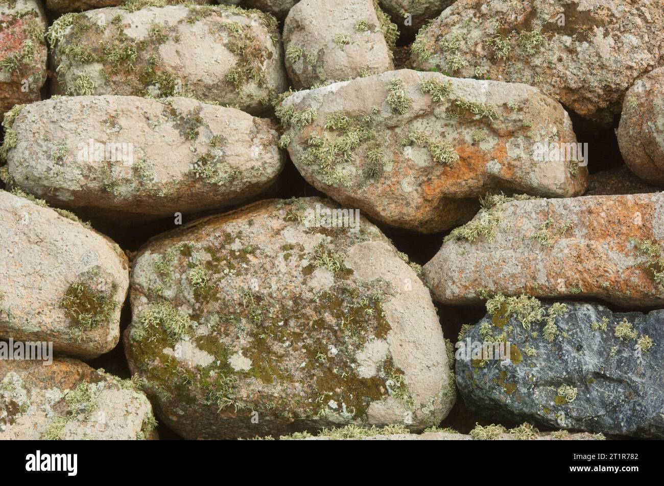 Close-up of a stone build Cornish hedge. Ideal for use as a background ...