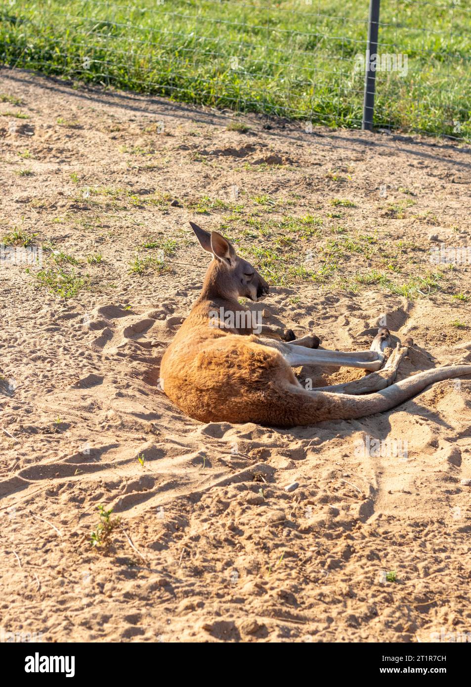 Shot of the kangaroo resting Stock Photo - Alamy