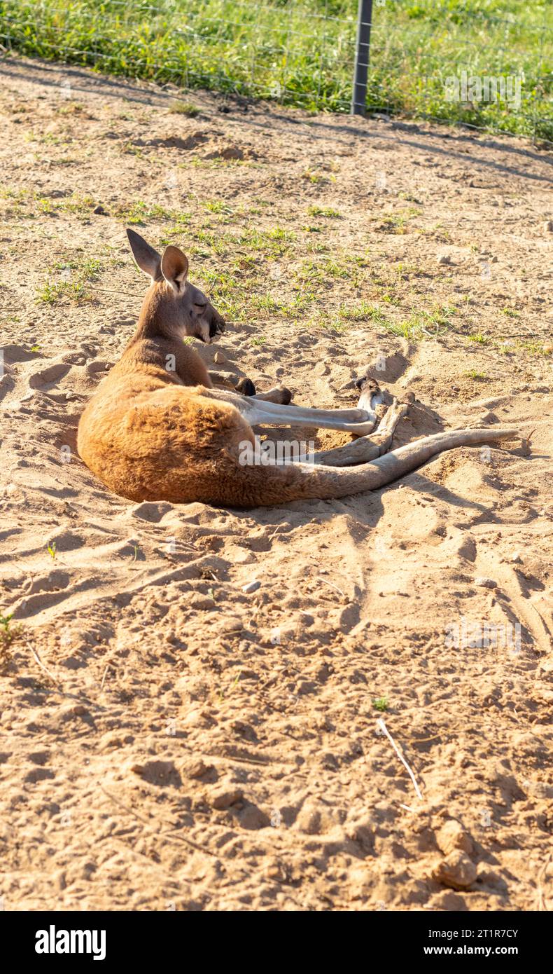 Kangaroo shadow hi-res stock photography and images - Alamy