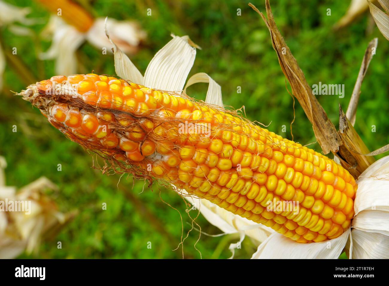 Corn is a tall annual cereal grass (Zea mays) that is widely grown for ...
