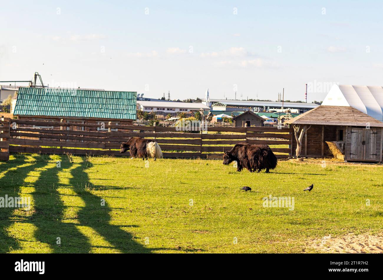 Bison house hi-res stock photography and images - Alamy