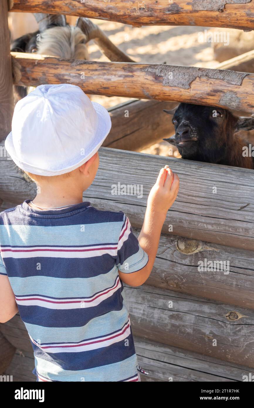 Shot of a small boy feeding the goat Stock Photo - Alamy