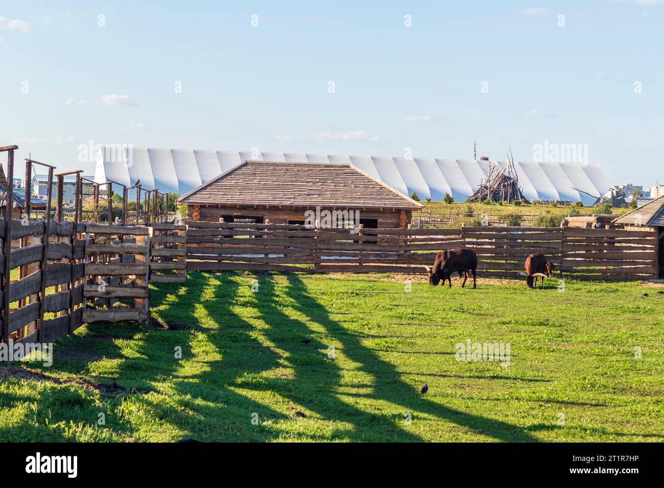 agriculture, animal, beef, bison, cattle, cow, day, farm, farming, feed ...