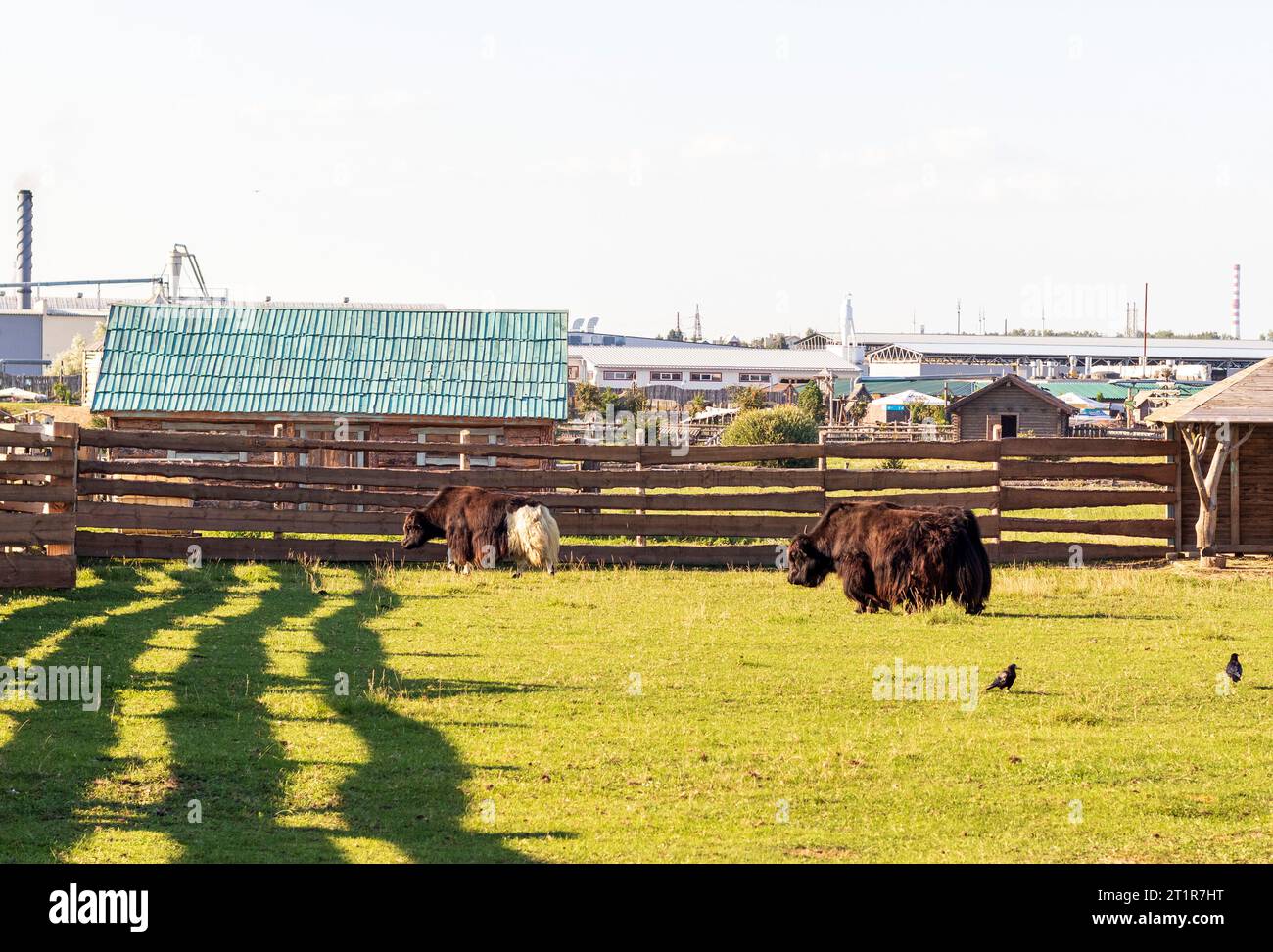 Bison house hi-res stock photography and images - Alamy