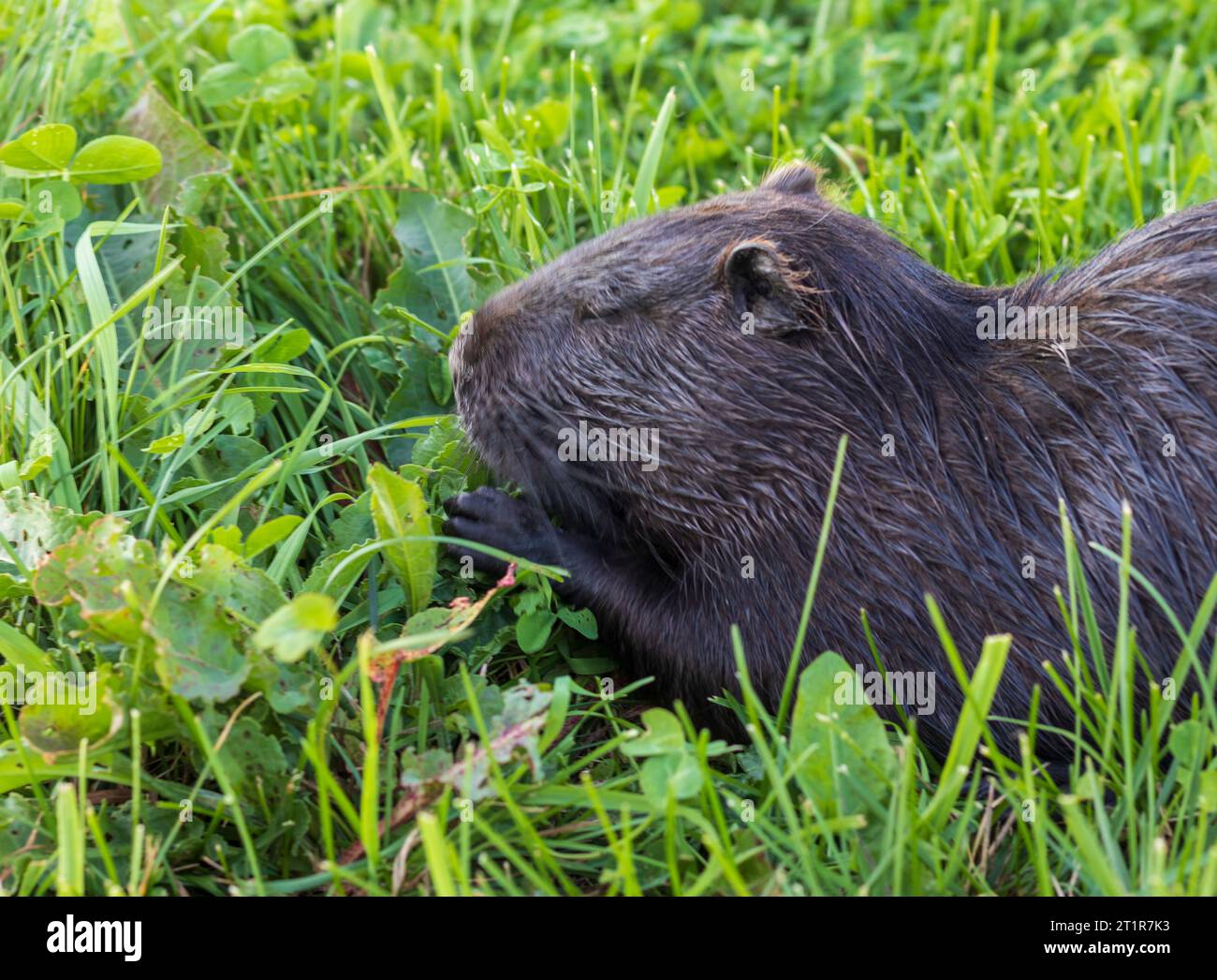 Nutria muskrat on bank hi-res stock photography and images - Alamy