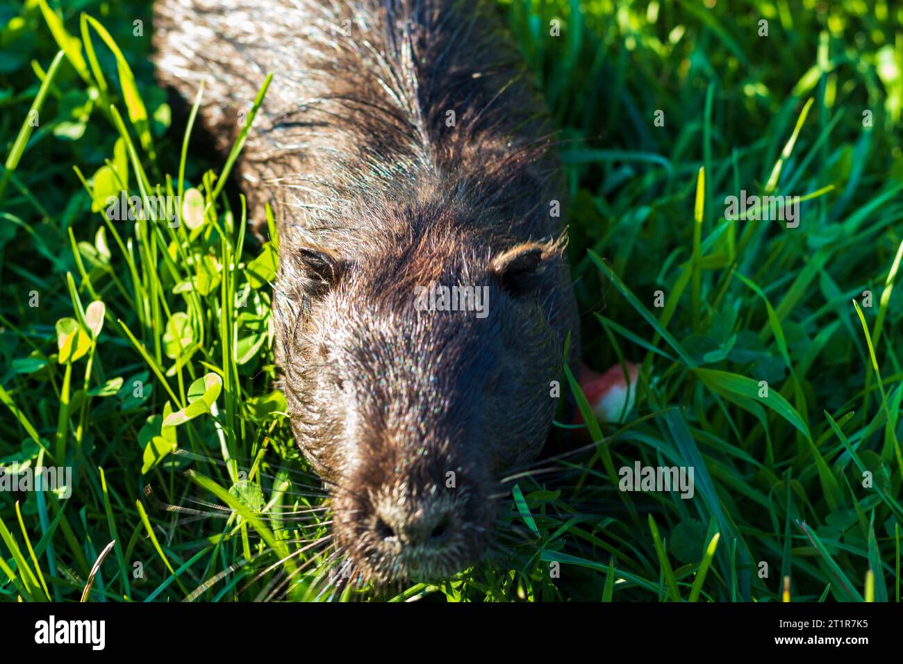 Nutria muskrat on bank hi-res stock photography and images - Alamy