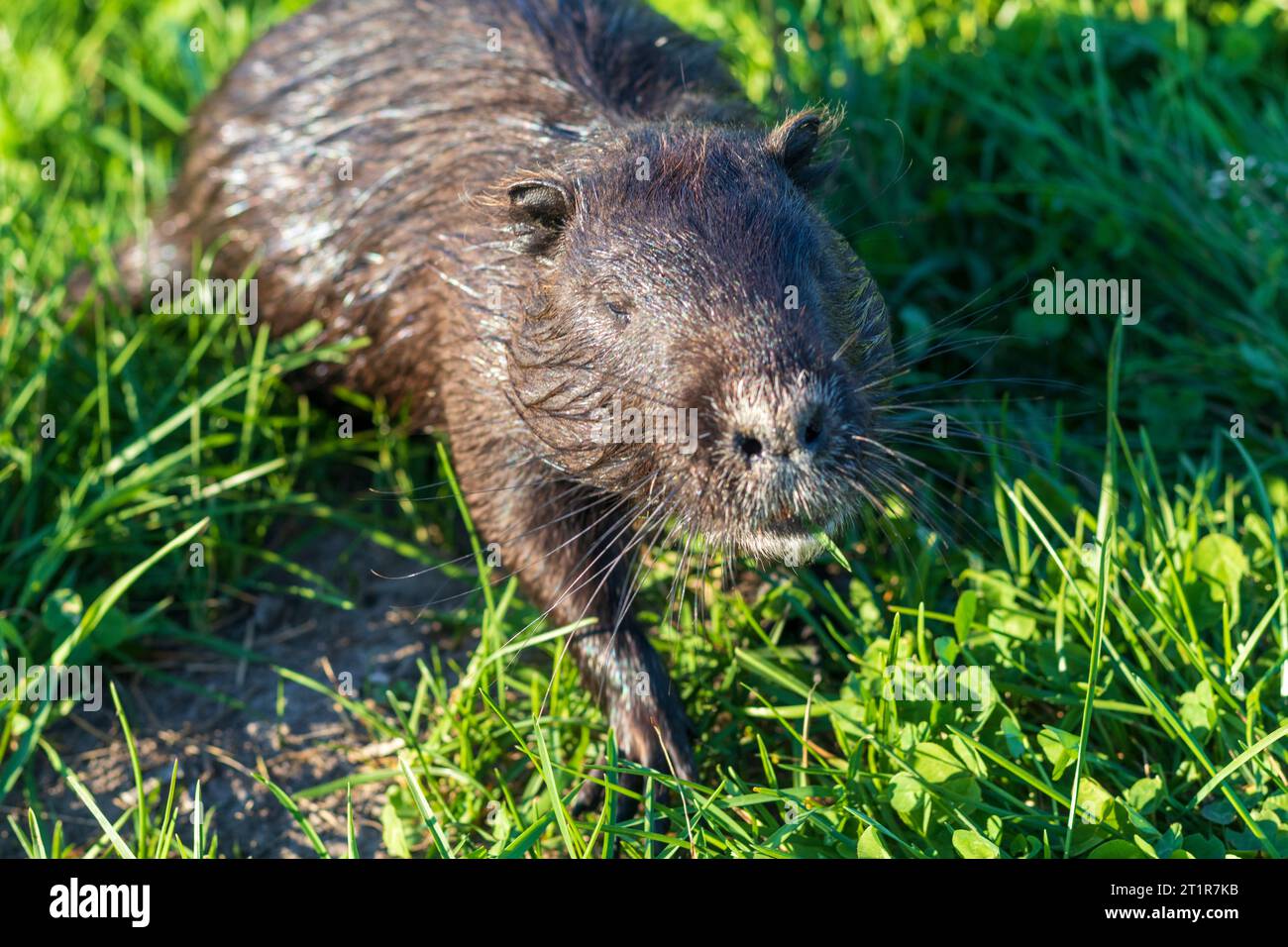 Nutria muskrat on bank hi-res stock photography and images - Alamy
