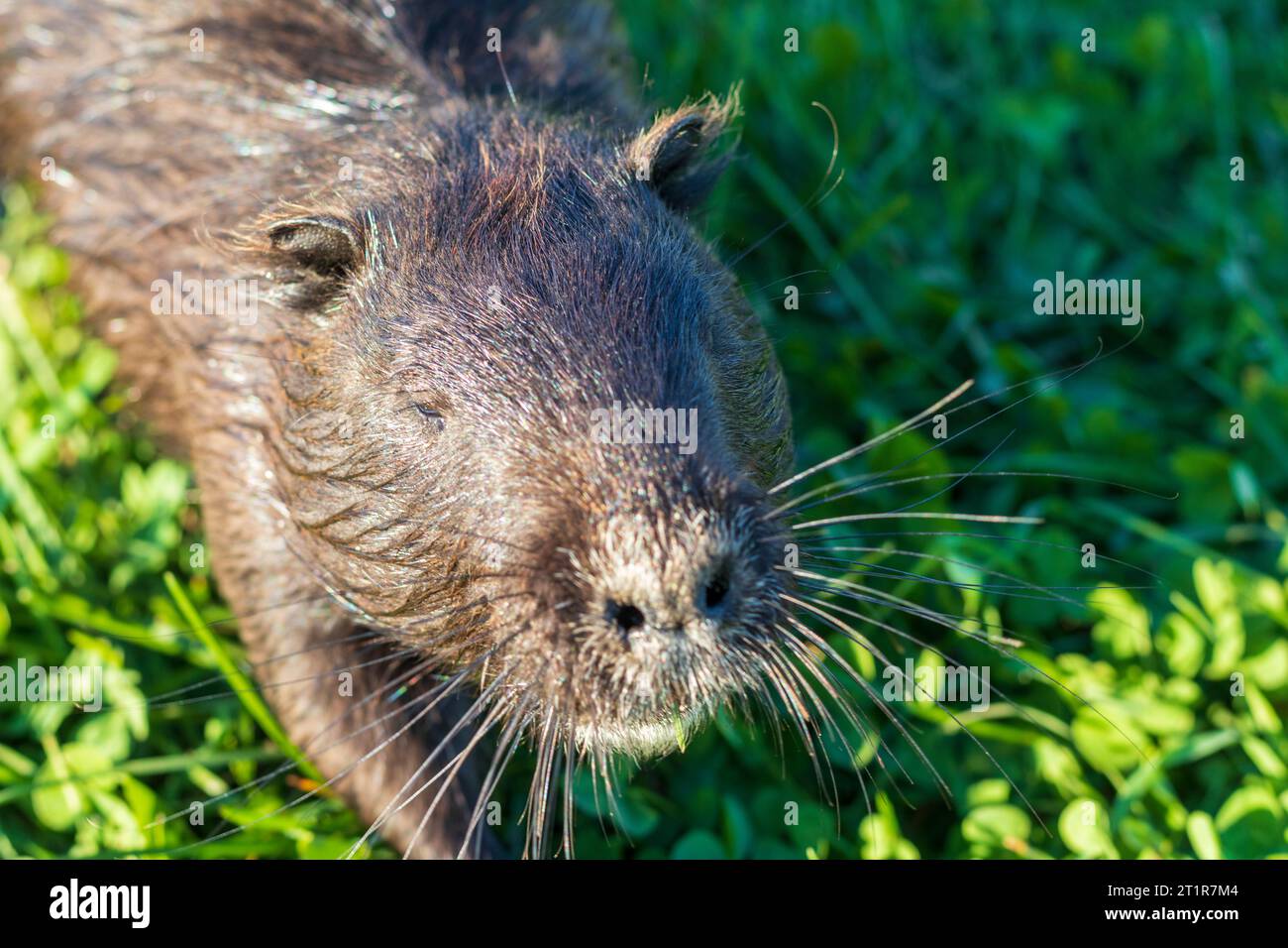Nutria muskrat on bank hi-res stock photography and images - Alamy