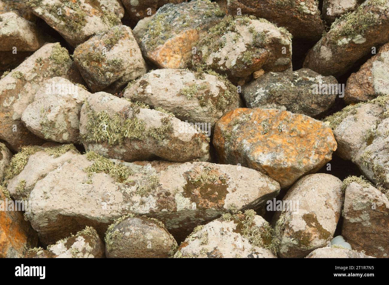 Close-up of a stone build Cornish hedge. Ideal for use as a background ...