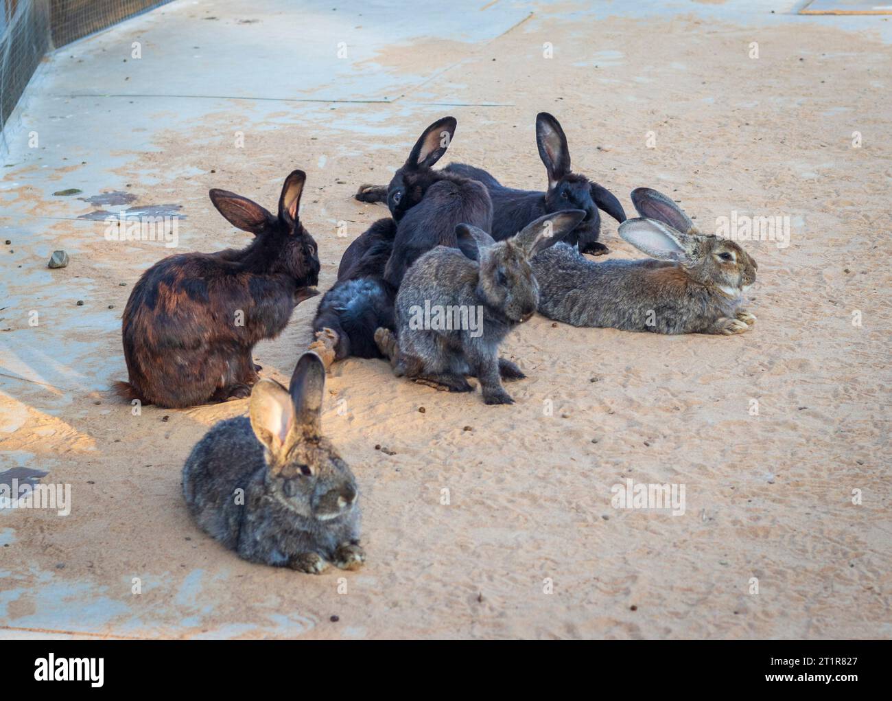 Herbs and rabbits hi-res stock photography and images - Alamy