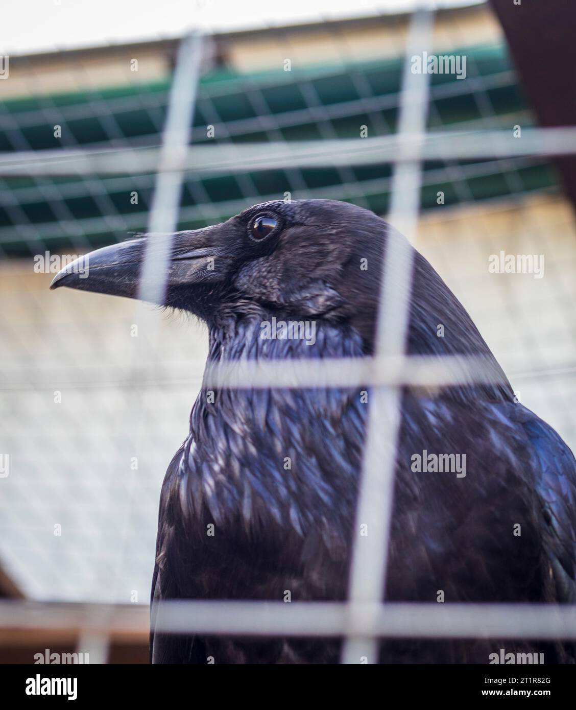 Shot of the crow sitting in the cage Stock Photo - Alamy