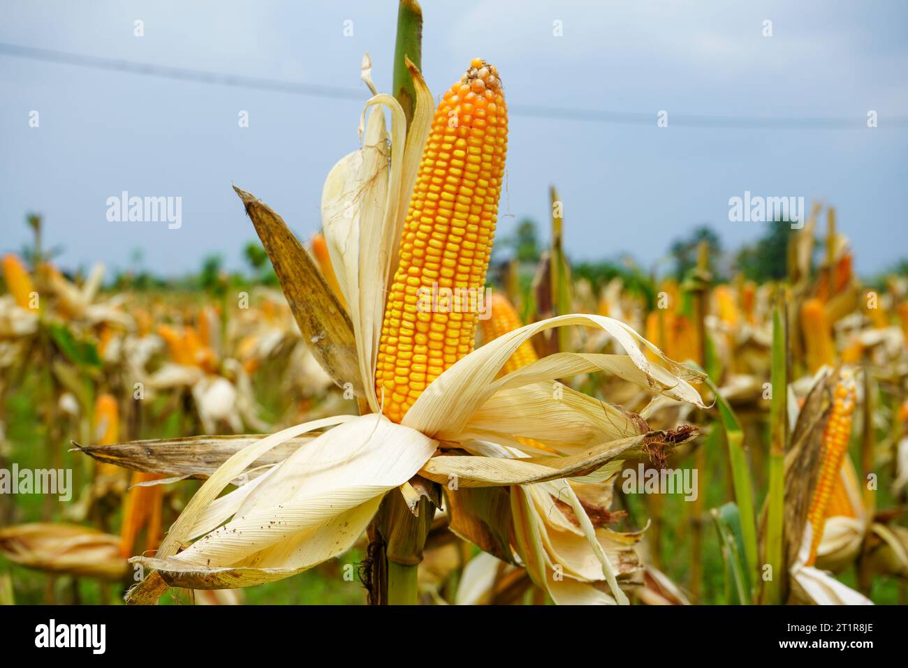 Corn is a tall annual cereal grass (Zea mays) that is widely grown for ...