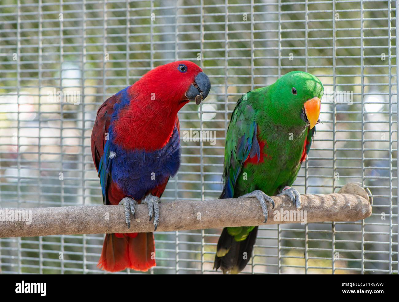 Parrots eat hi-res stock photography and images - Alamy