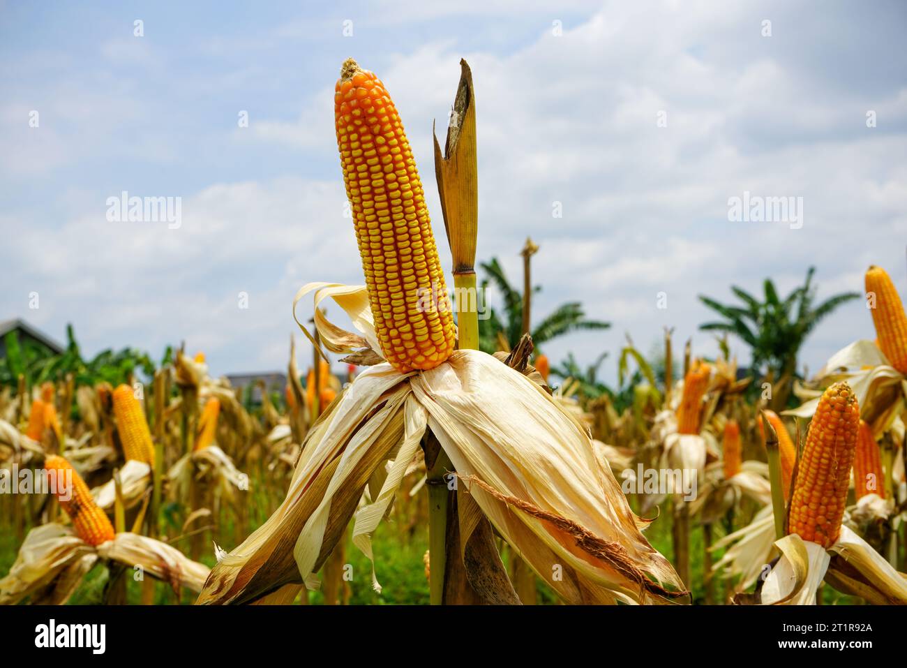 Corn is a tall annual cereal grass (Zea mays) that is widely grown for ...