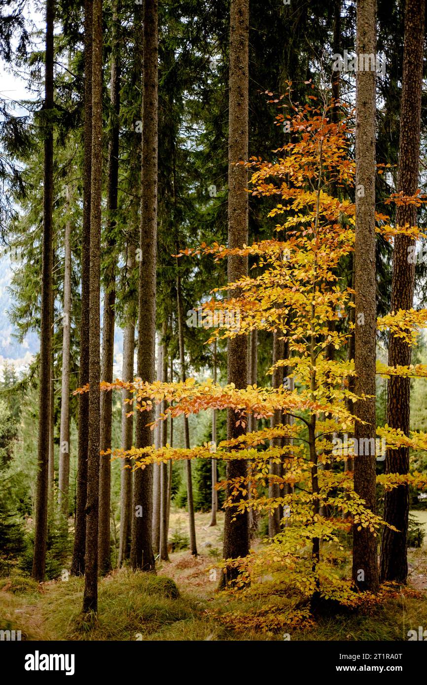 Bunter Laubbaum im Nadelwald Stock Photo - Alamy