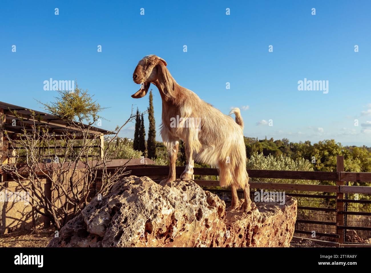 One goat standing on a rock on the farm. Clear blue sky in the ...