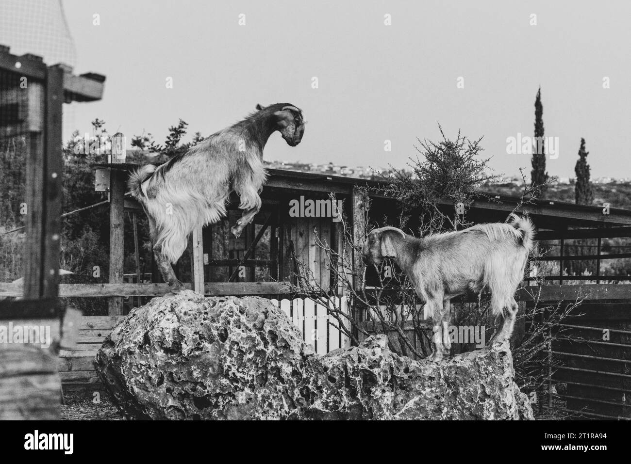 Two goats are playing on the farm. Old black and white photo Stock ...