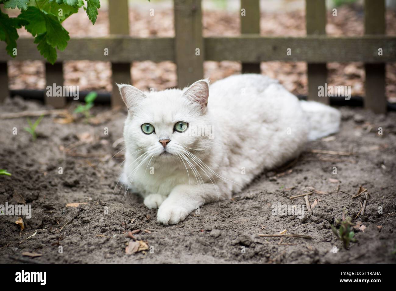 An adult cat of breed Scottish chinchilla of light gray color walks ...