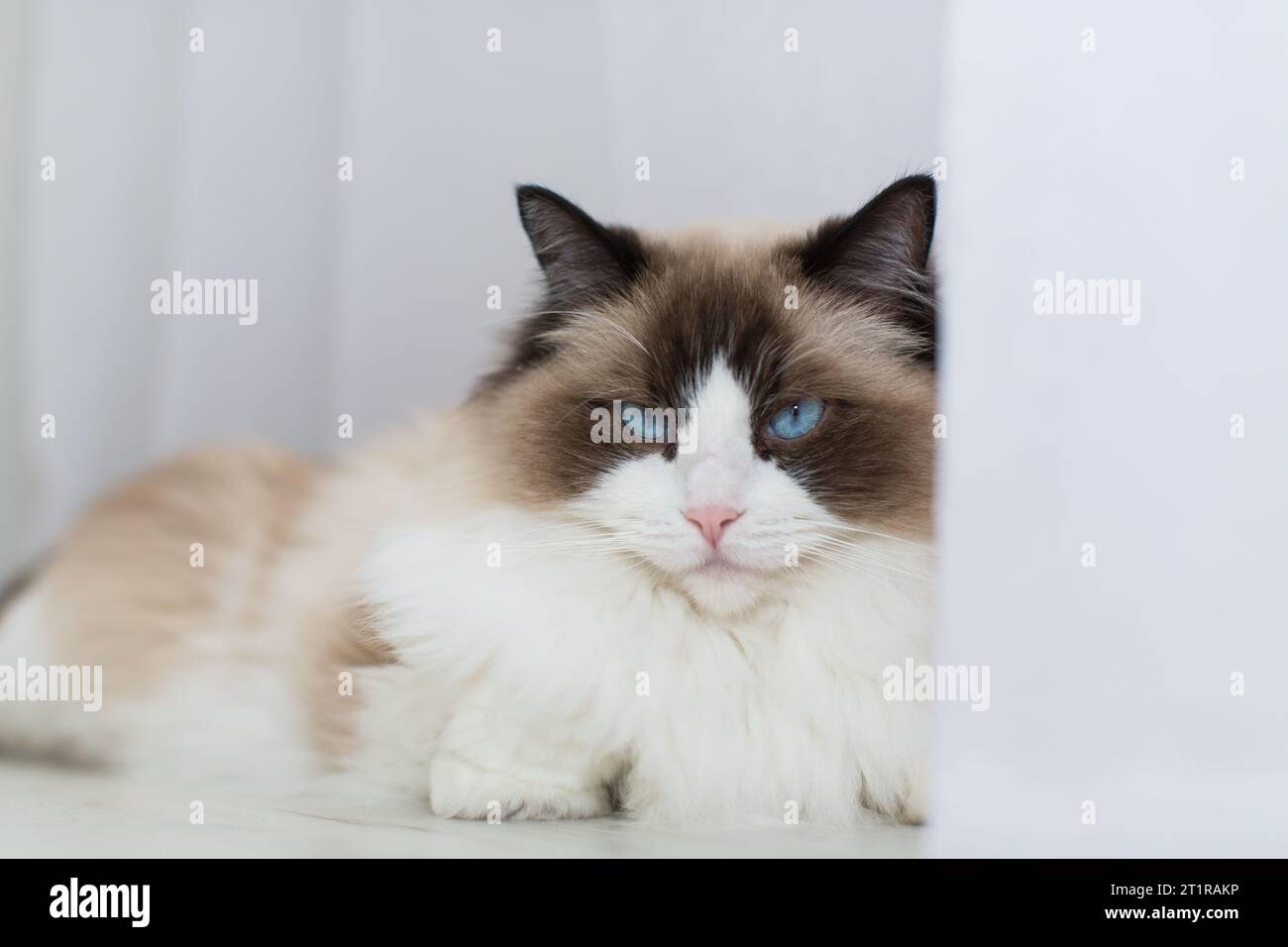 Beautiful young white purebred Ragdoll cat with blue eyes, at home ...