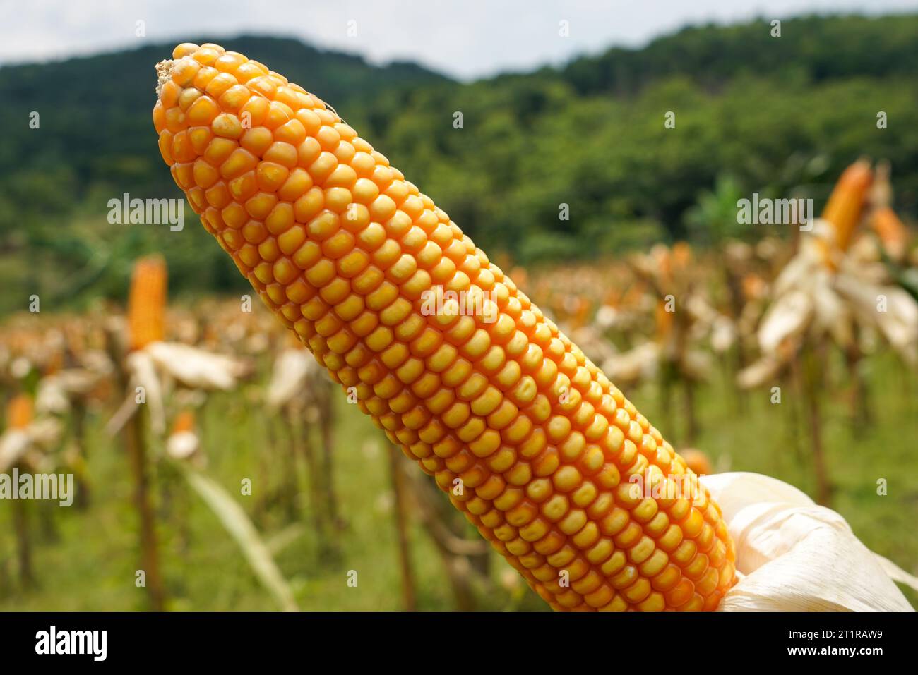 Corn is a tall annual cereal grass (Zea mays) that is widely grown for ...