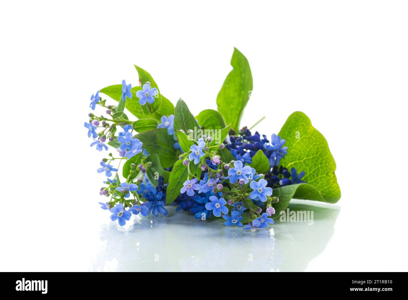 small blue forget-me-not flowers isolated on white background Stock ...