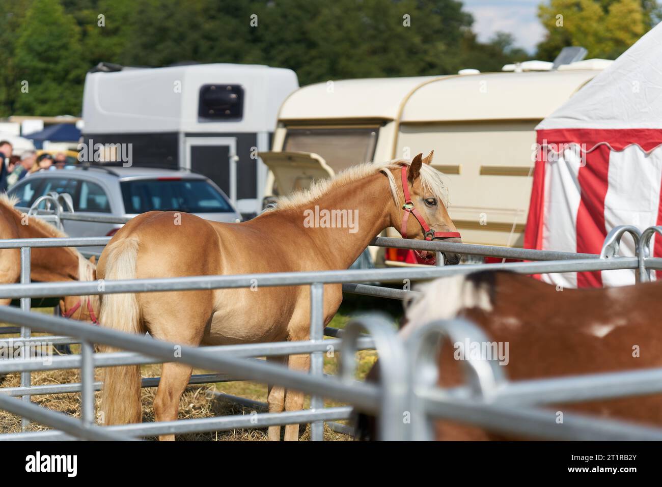 horse for sale at the annual horse market in Havelberg in Germany Stock ...