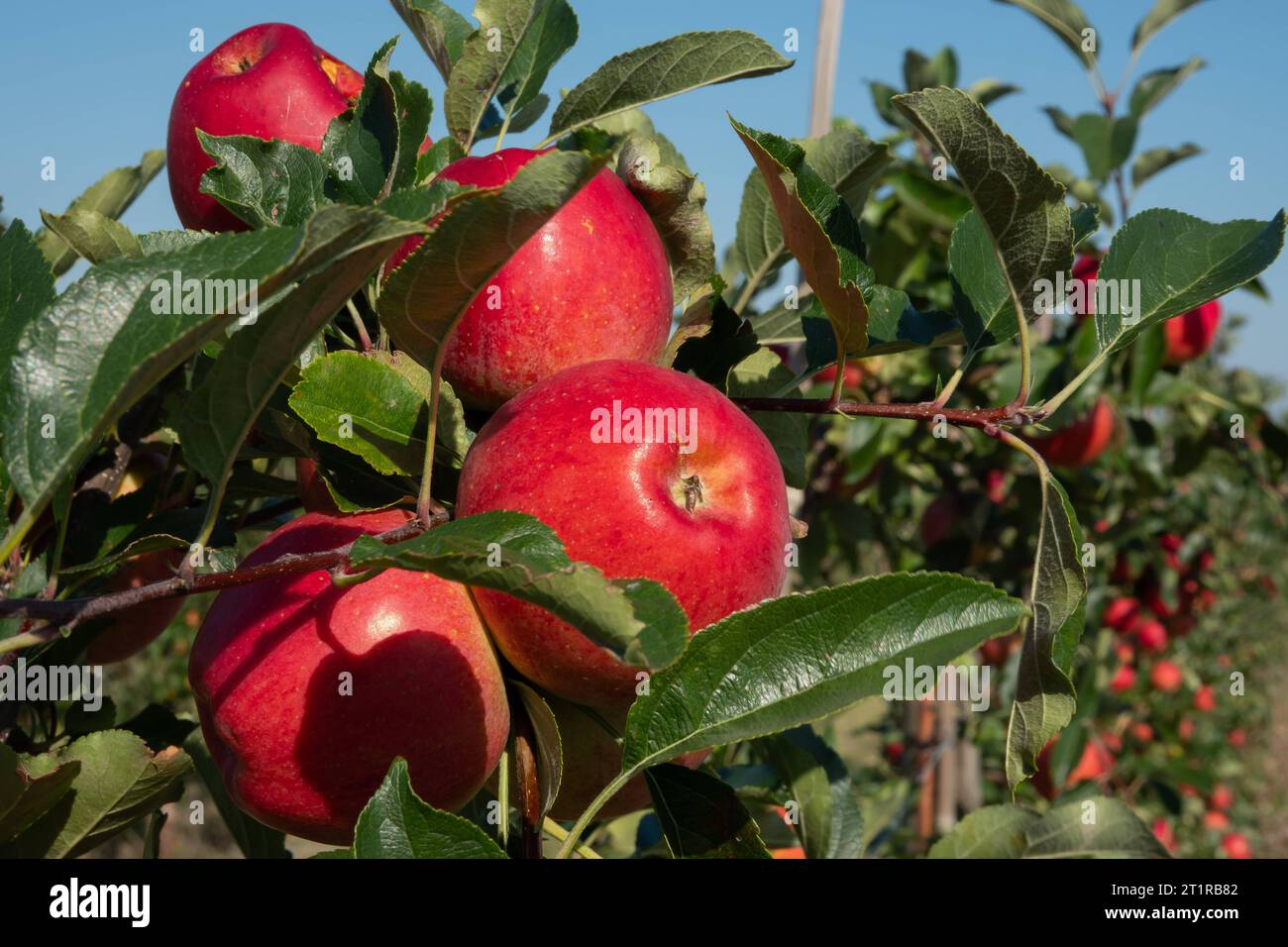 Apfel am baum hi-res stock photography and images - Alamy