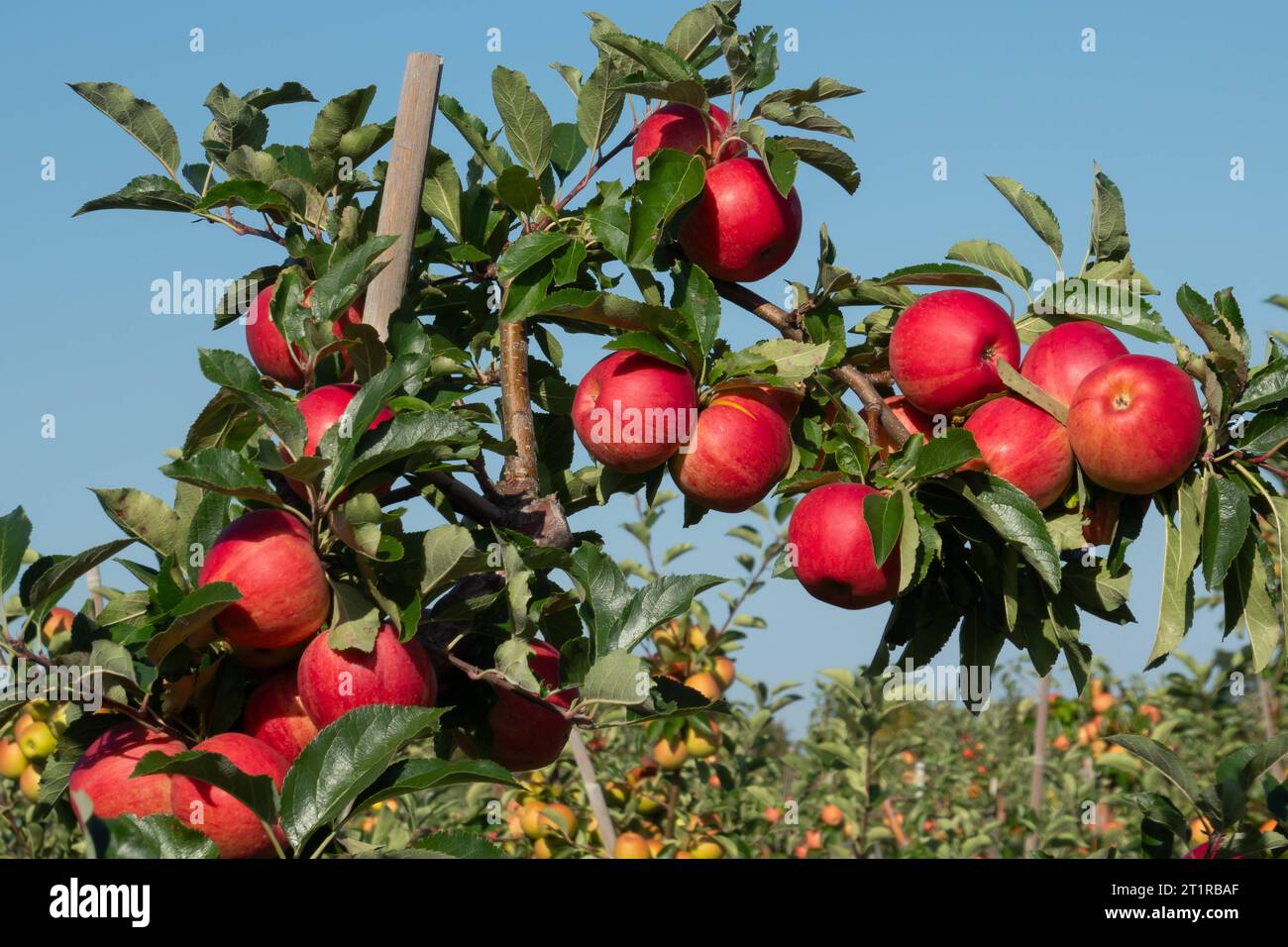 Aepfel haengen an einem Baum auf einer Apfelplantage zum Selbstpfluecken am 10.09.2023 in der ...