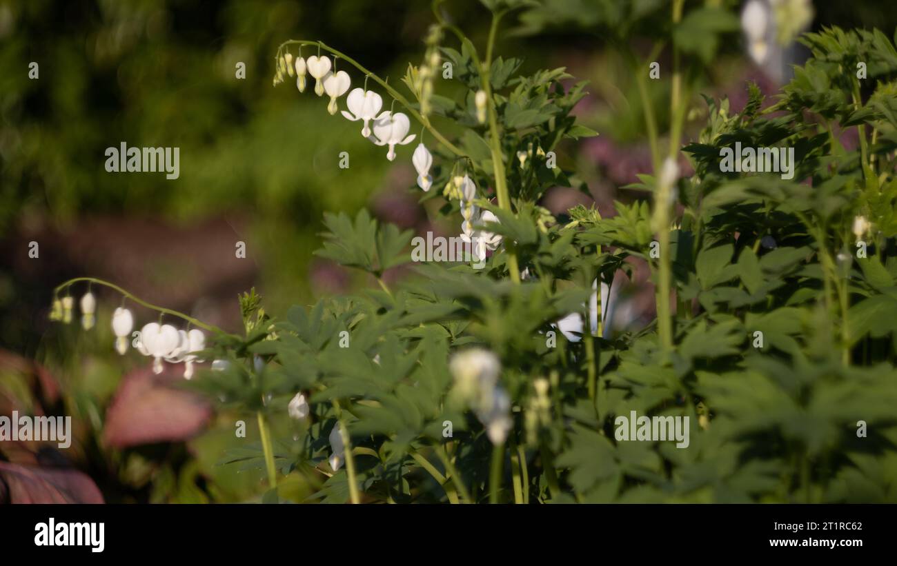 A plant whose open flowers are heart-shaped Stock Photo - Alamy