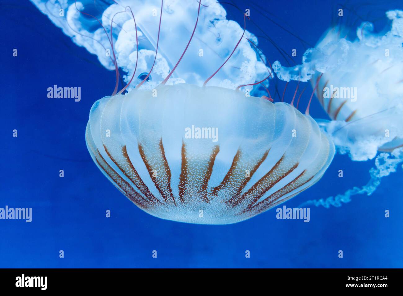 Sea Nettle jellyfish (Chrysaora quinquecirrha), a common jellyfish in ...