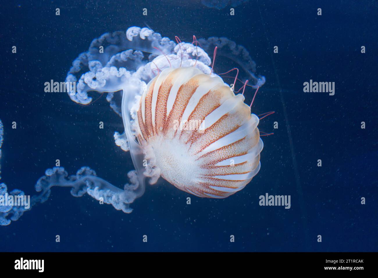 Sea Nettle jellyfish (Chrysaora quinquecirrha), a common jellyfish in ...
