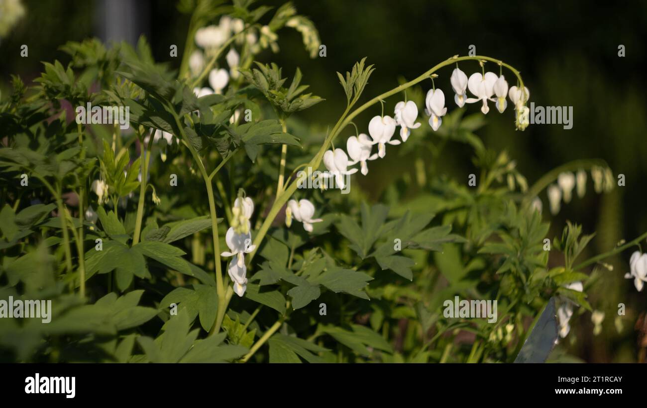 A plant whose open flowers are heart-shaped Stock Photo - Alamy