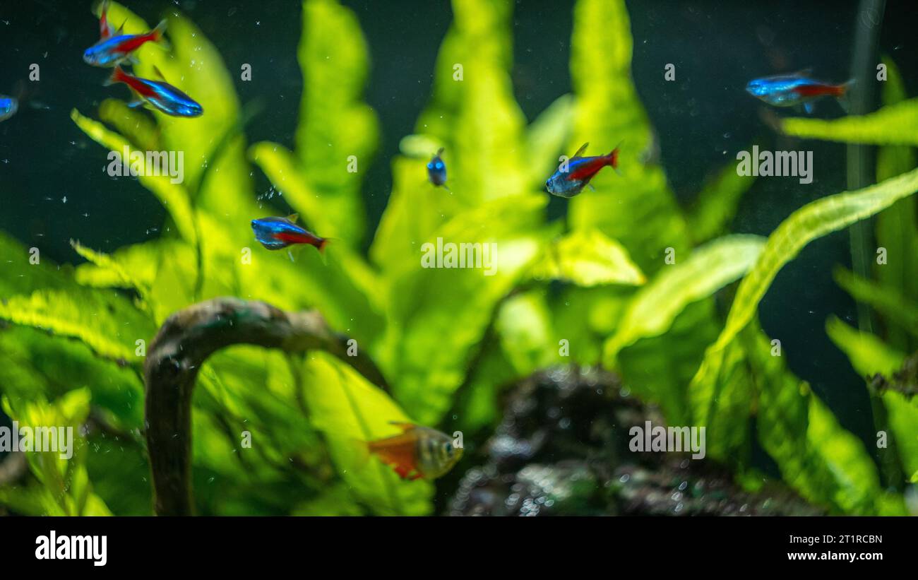 aquarium fish swimming in the aquarium Stock Photo - Alamy