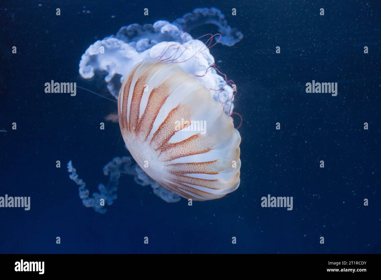 Sea Nettle jellyfish (Chrysaora quinquecirrha), a common jellyfish in ...