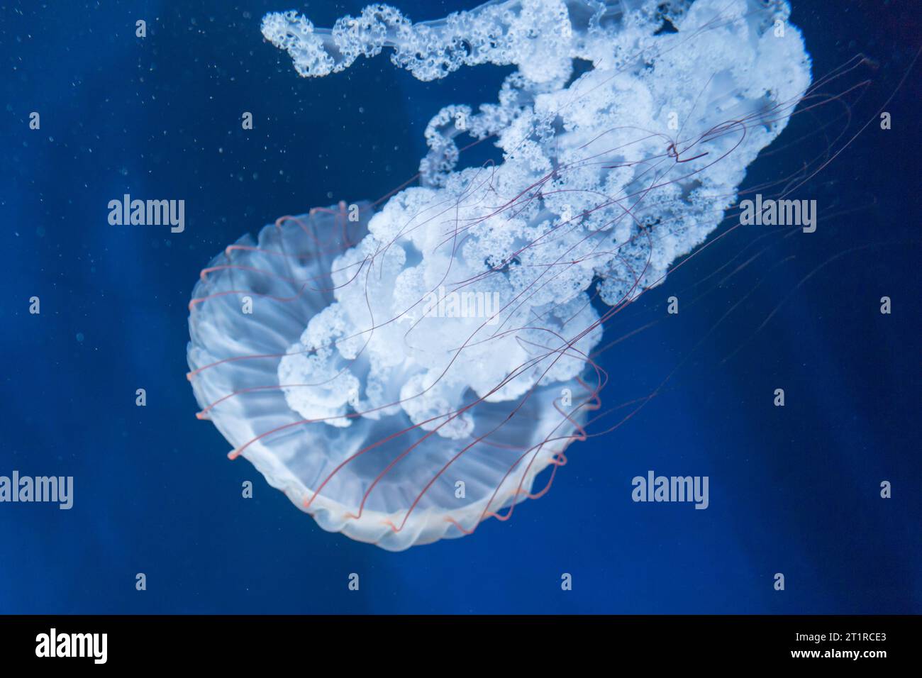Sea Nettle jellyfish (Chrysaora quinquecirrha), a common jellyfish in ...